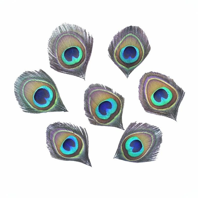 10pcs Natural Peacock Eye Feathers for Crafts, Iridescent Natural ...