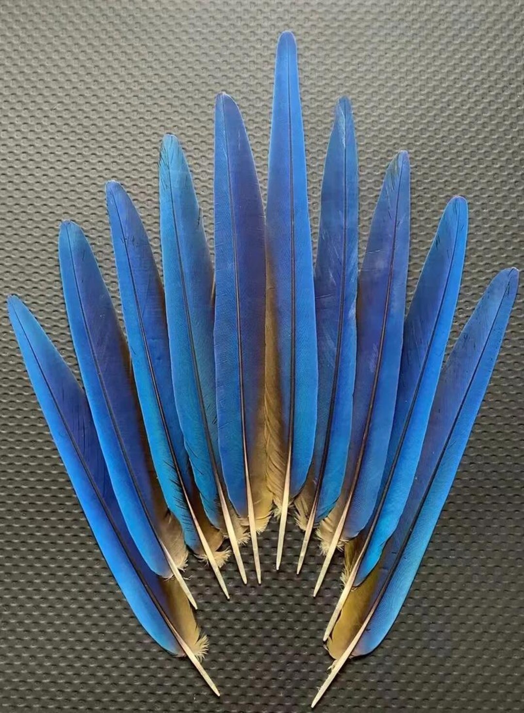 Natural Parrot Tail Feathers, 30–45cm, Rare Vibrant Blue Plumes for ...