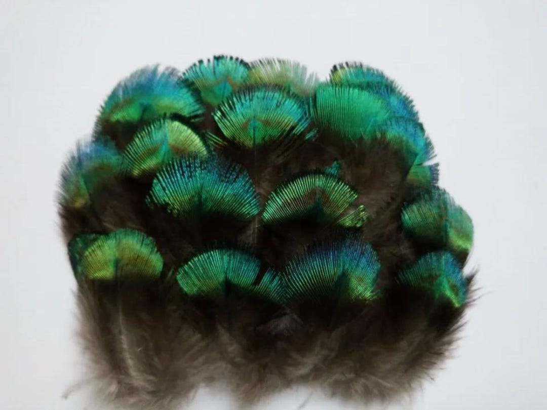 Peacock Feather, 50pcs, Raw Pattern, Lightweight, Creative Crafts ...