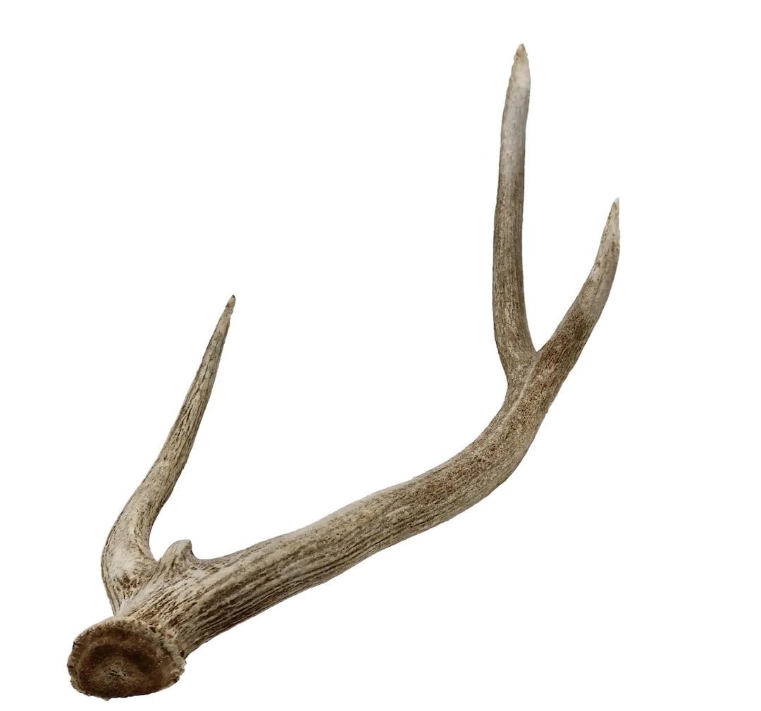 Naturally Shed Axis Deer Antler - Etsy