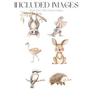 Watercolor Australian Animals Clipart | Kangaroo, Koala & Quokka PNG ...