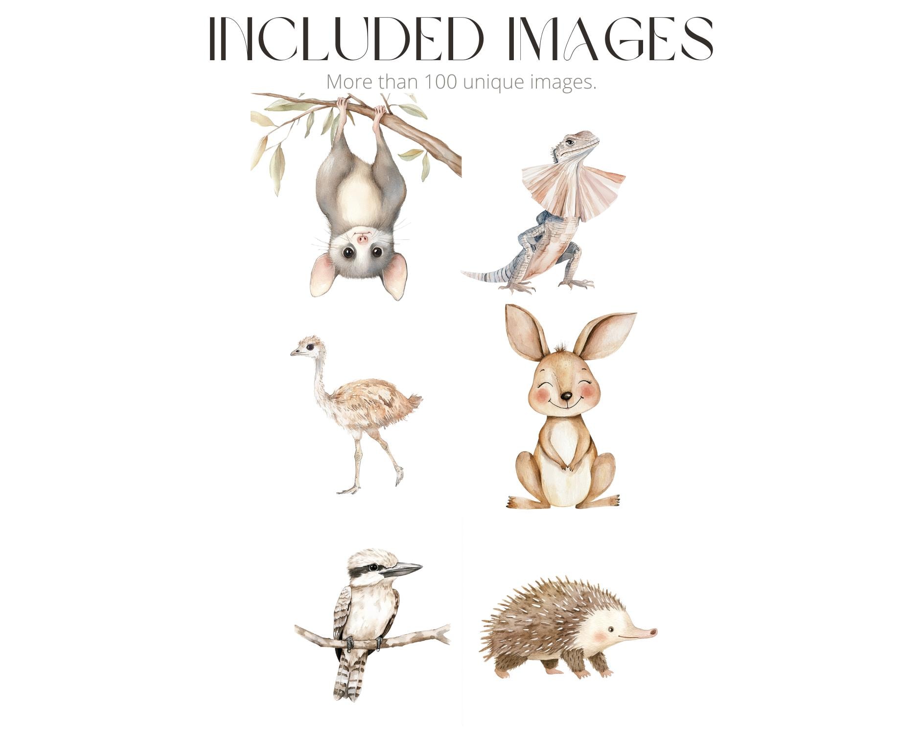 Watercolor Australian Animals Clipart | Kangaroo, Koala & Quokka PNG ...