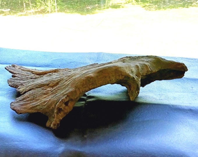 Driftwood Wing 15x10x4" Fallen Wood Sculpture, Natural Art, Aquarium ...