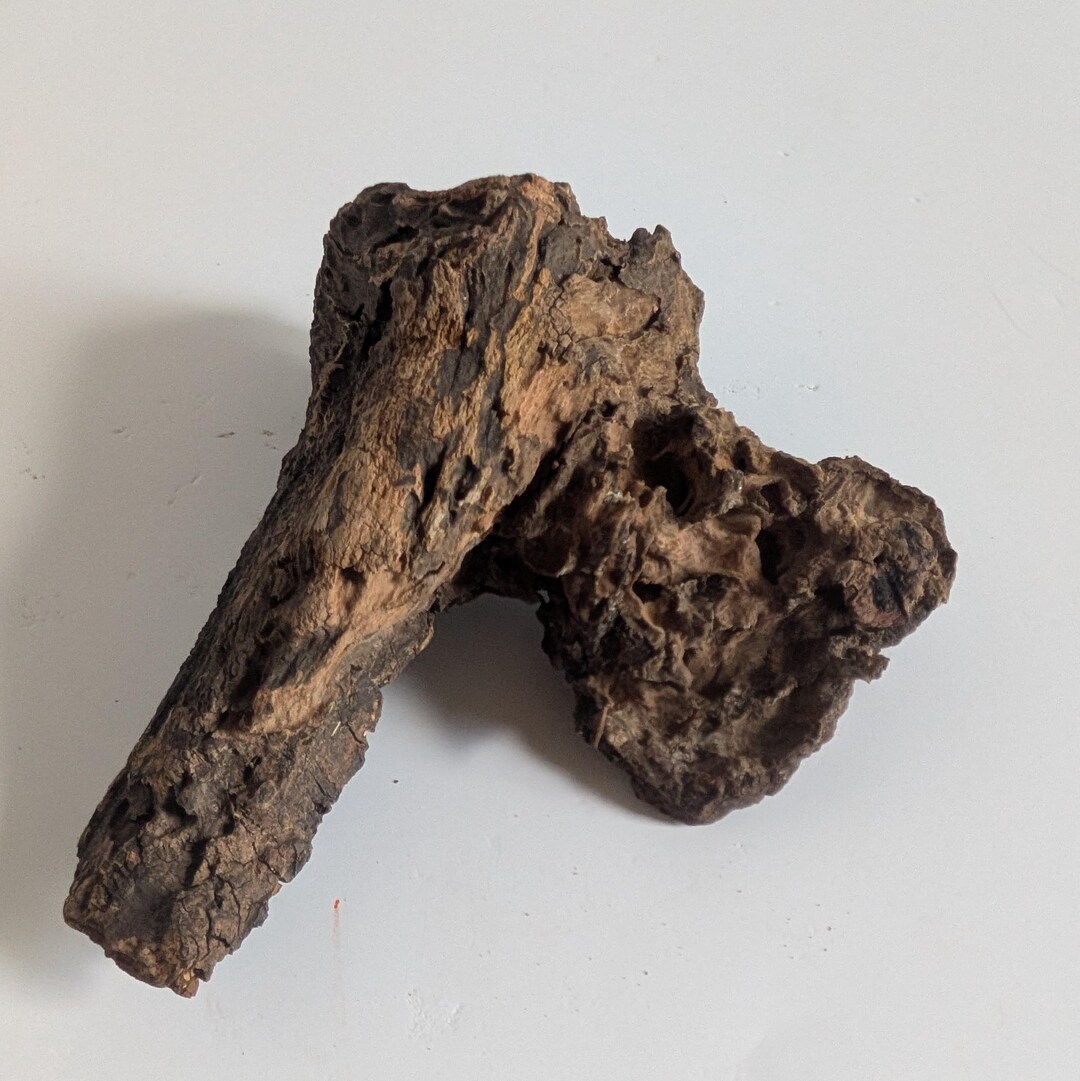 Gnarly Fallen Wood Driftwood for Sculpture, Art | Aquarium, Terrarium ...