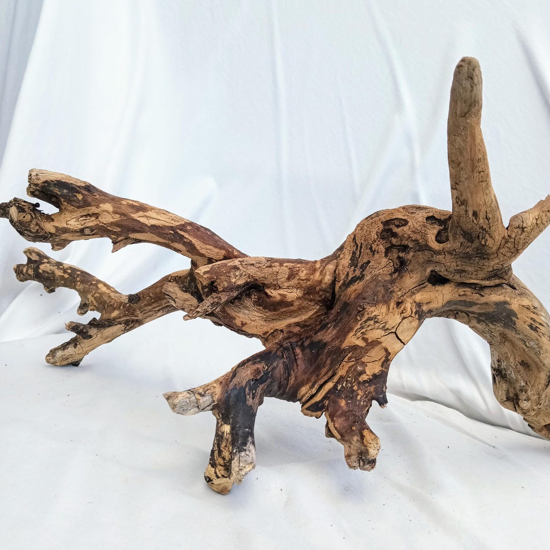 Beautifully Spalted Driftwood Root 20" Gnarly Twisted Wood for Art ...