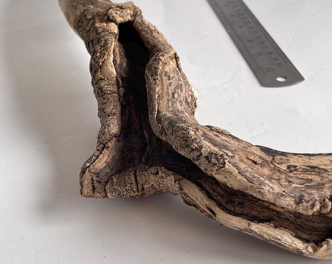 24" Driftwood Branch With Ravine for Art, Aquarium, Atrium, Centerpiece ...