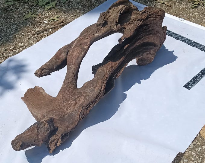 Extra Large Driftwood for Nature Art, Sculpture, Aquarium, Atrium ...