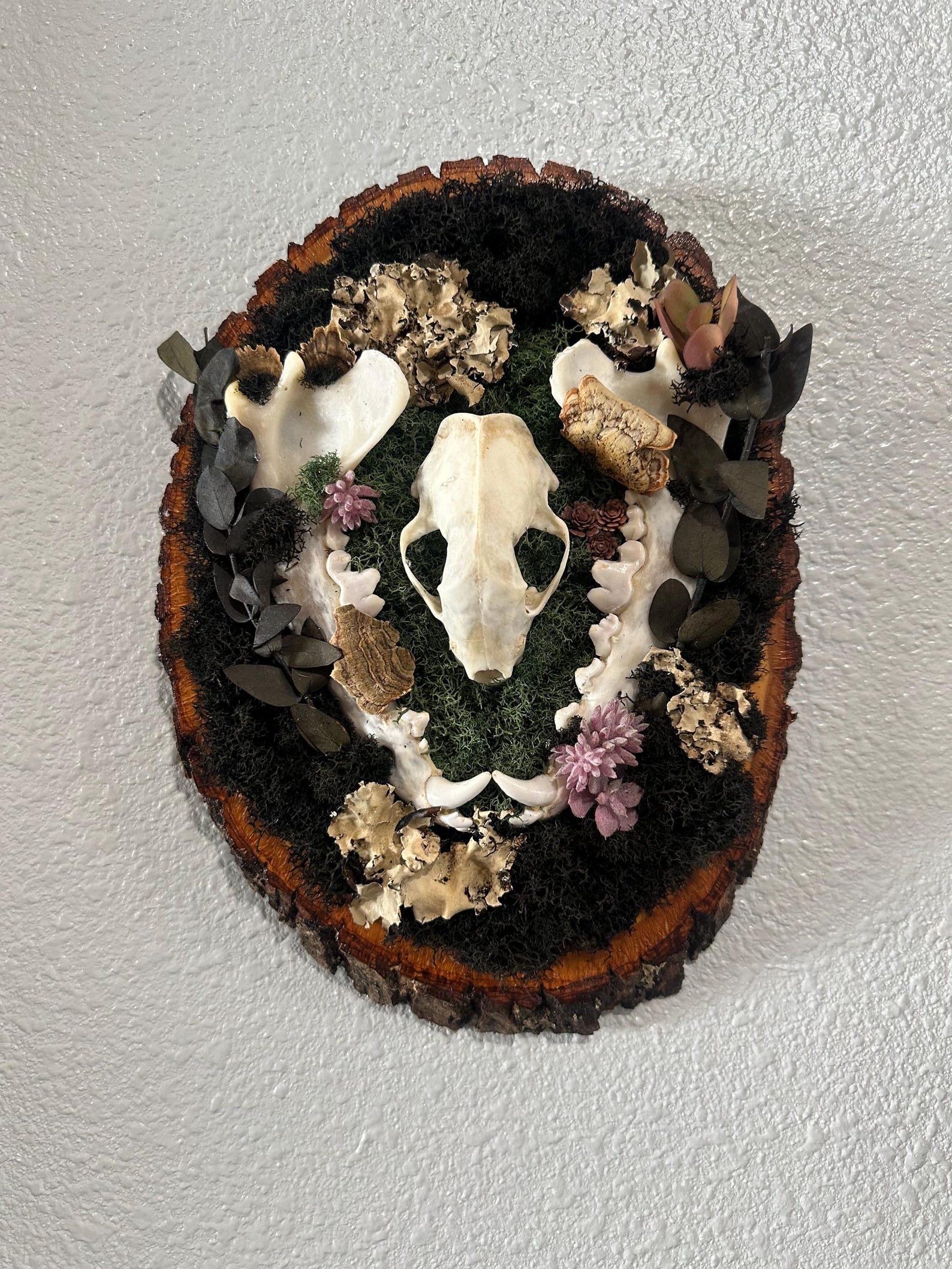 Skunk Skull and Coyote Jawbone Gothic Wall Decor - Etsy