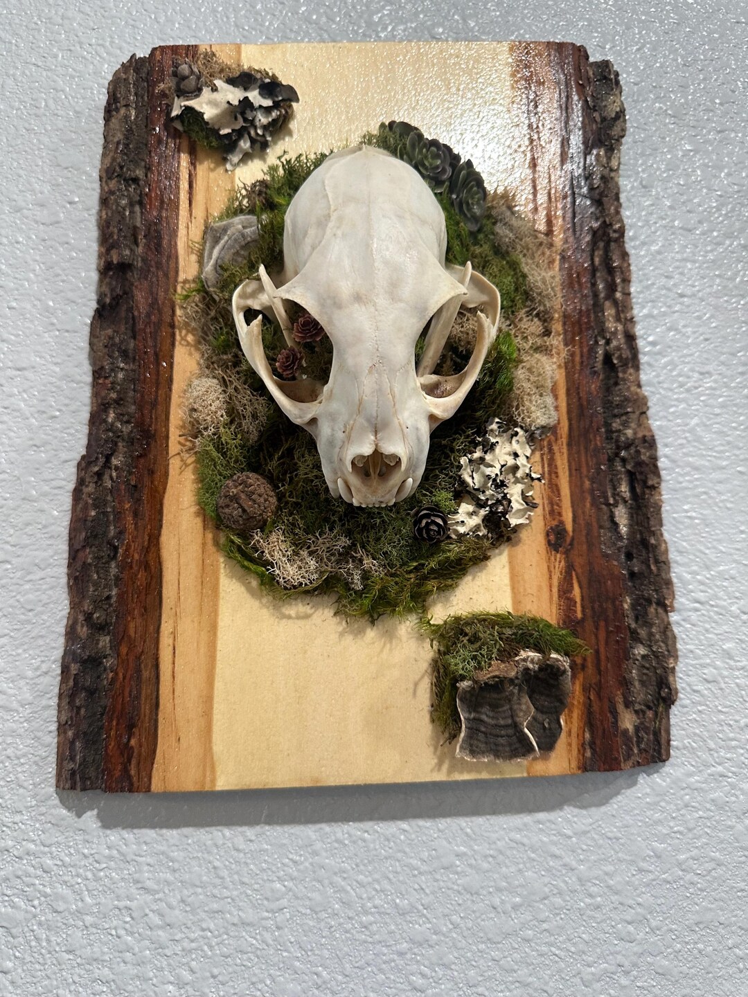 Real Bobcat Skull Wall Decor | Bones and Skulls | Oddities. - Etsy