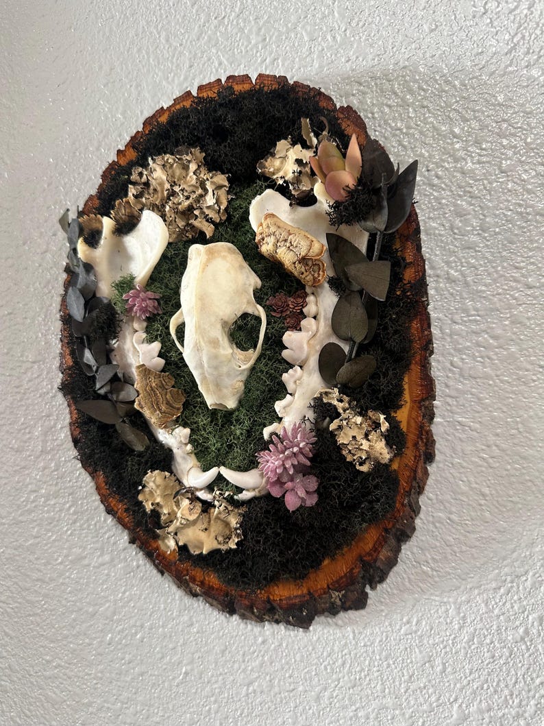 Skunk Skull and Coyote Jawbone Gothic Wall Decor - Etsy