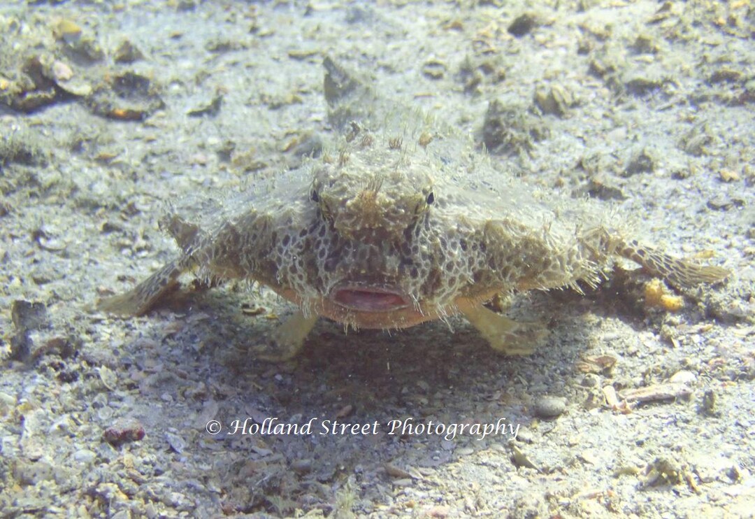 A Frogfish off the Blue Heron Bridge, Florida - Etsy