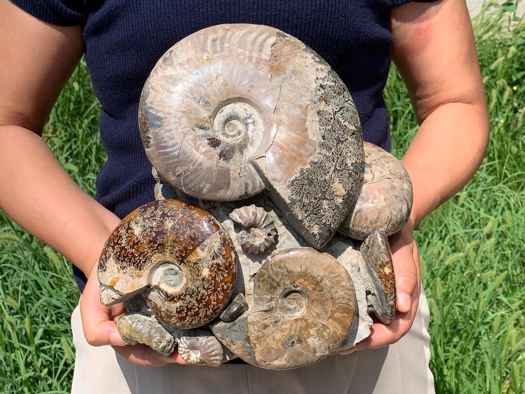 20.57LB+ Natural Ammonite Fossil Quartz,quartz Crystal,hand Carved ...