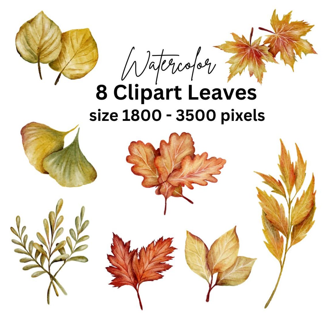 8 Watercolor Autumn Leaves Cliparts | Hi-res PNG Files | Perfect for ...