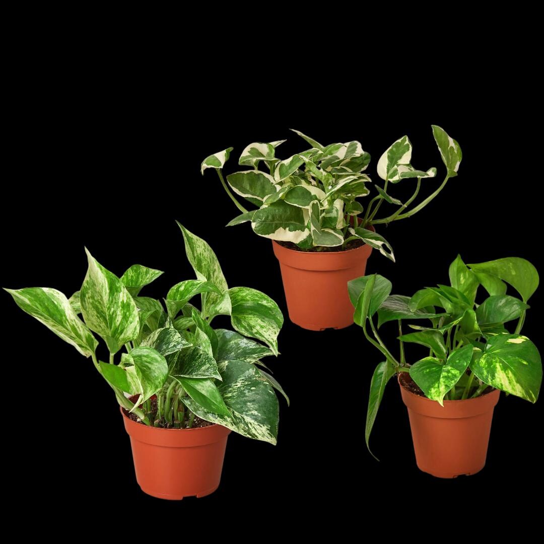 3 Pothos Variety Pack / 4" Pot / Live Plant / Home and Garden Plants - Etsy