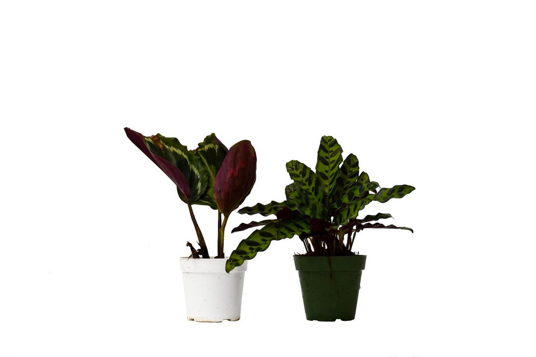 2 Calathea Plants Variety Pack in 4" Pots - Etsy