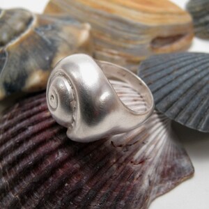 Silver Hatteras Snail Shell Ring - Etsy