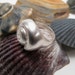 Silver Hatteras Snail Shell Ring - Etsy