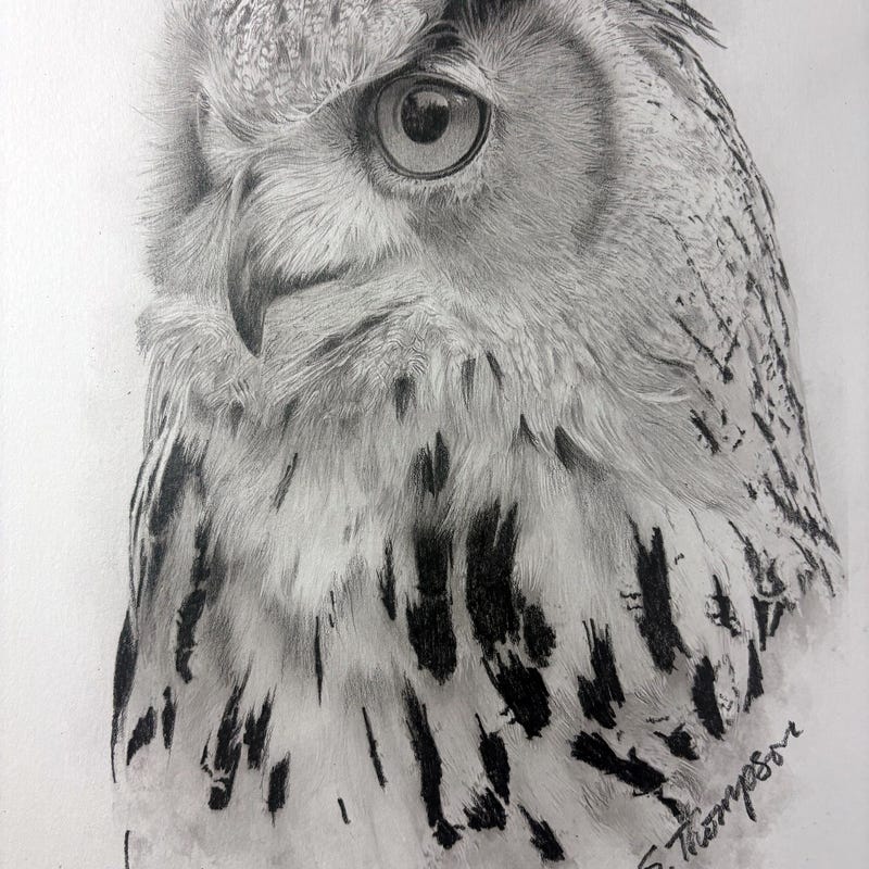 Graphite Bird Drawings - Etsy UK
