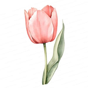 Pink Tulip Watercolor Clipart: Spring Floral Illustration (digital ...