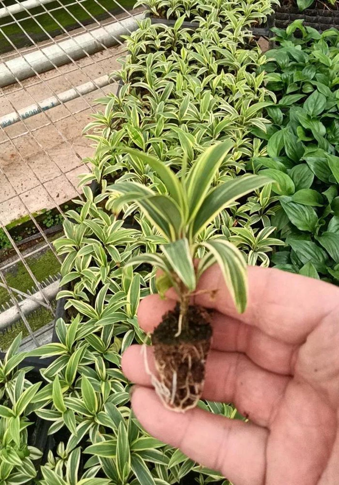 Cordyline Coffee Compacta Regular Rooted Starter Plant - Etsy