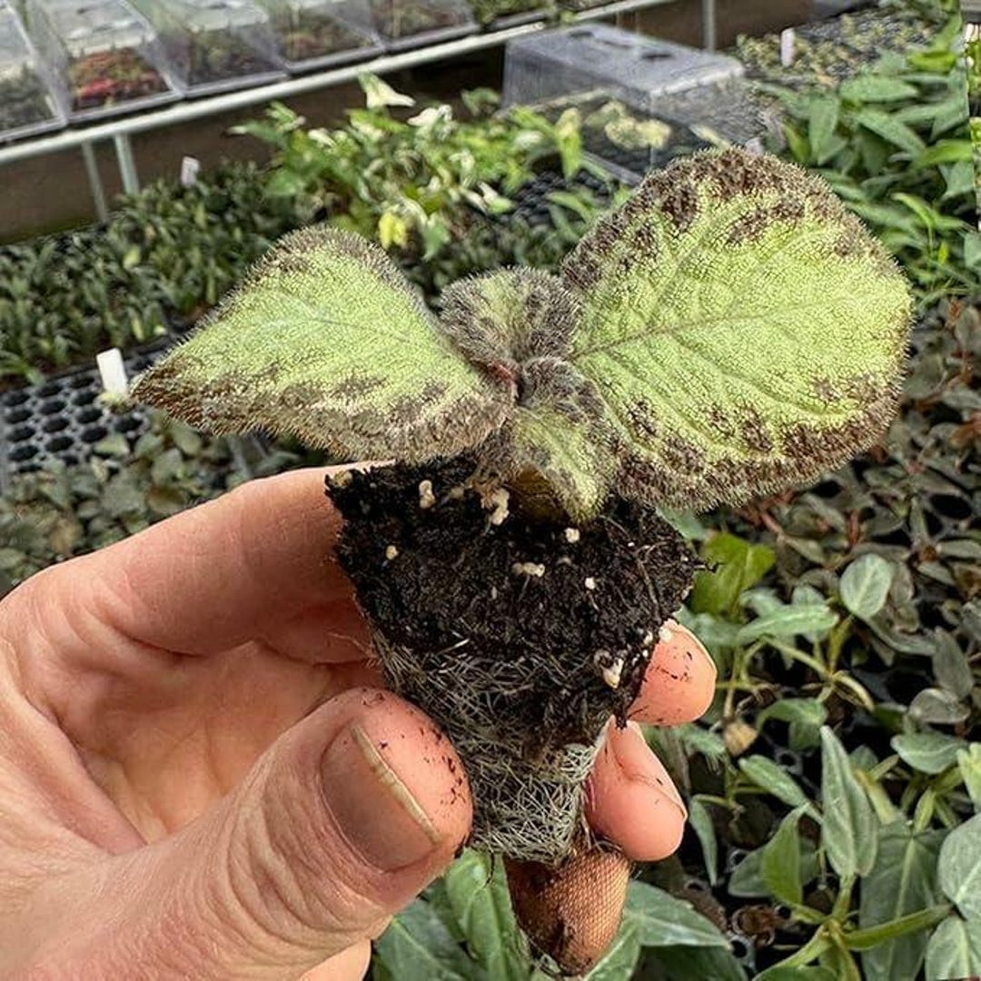Episcia Pink Panther Rooted Starter Plants House Plant DIVINE ROOTS ...