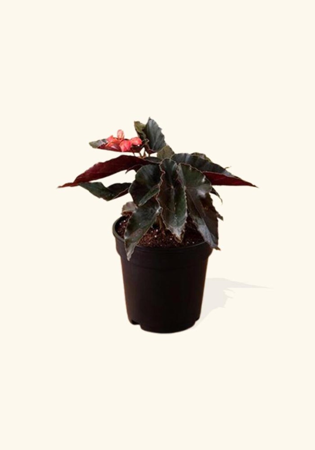 Angel Wing Begonia Torch House Plant DIVINE ROOTS Free Shipping - Etsy