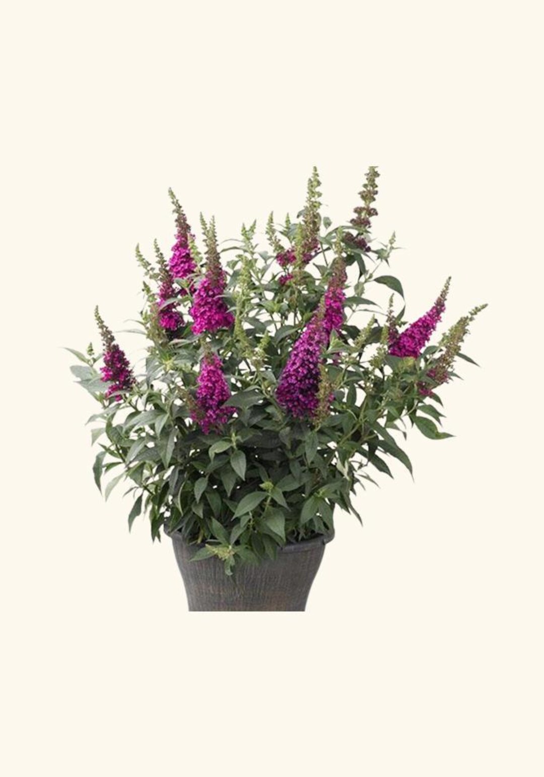 Buddleja Davidii Buzz Hot Raspberry House Plant DIVINE ROOTS Free ...