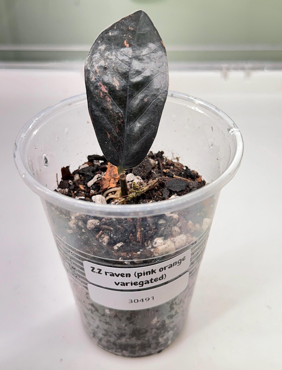 Zamioculcas Zamifolia Raven ZZ Pink Variegated #30491 - Etsy