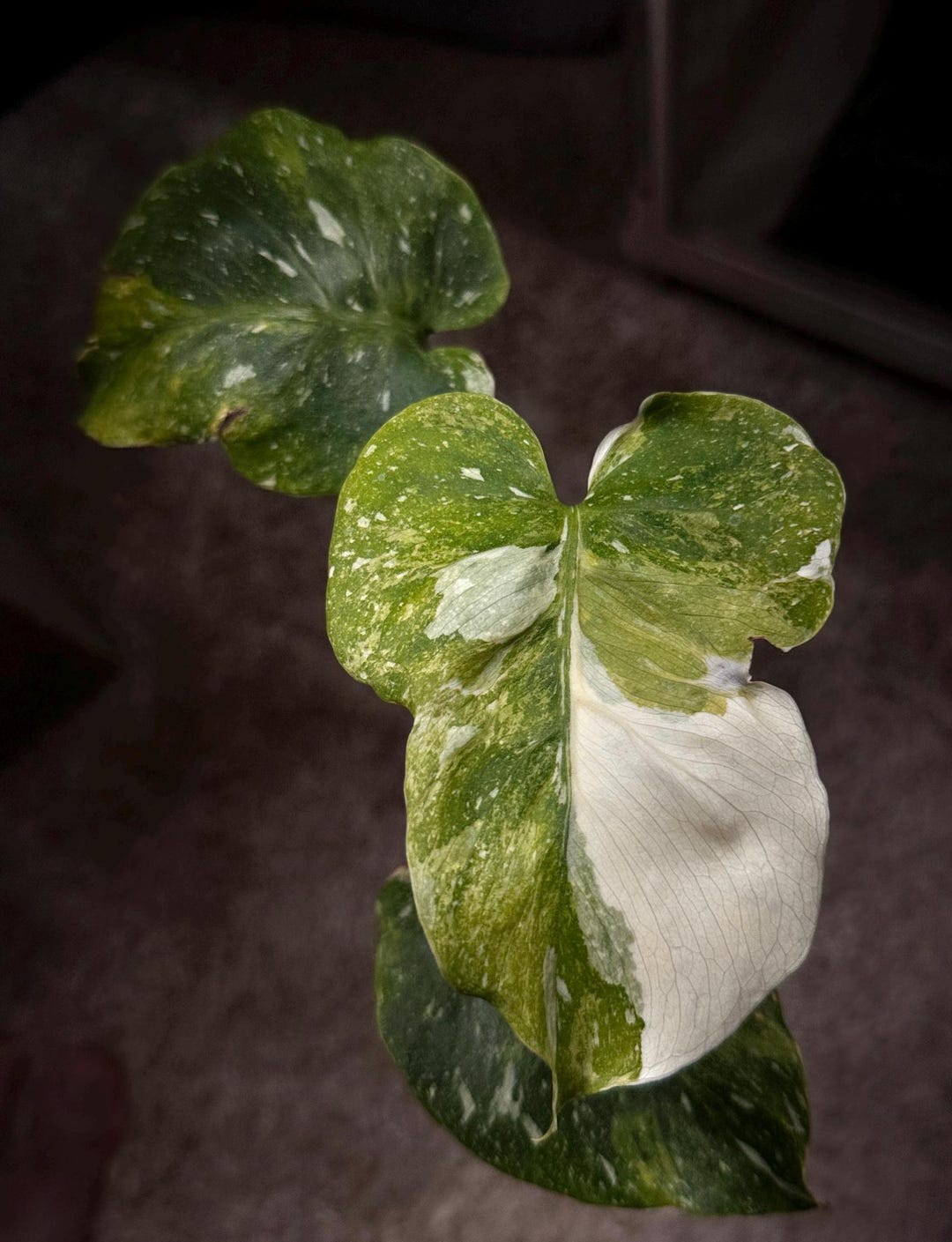 Mutation Monstera Thai Constellation "miracle" Tri Color *mother 1st ...