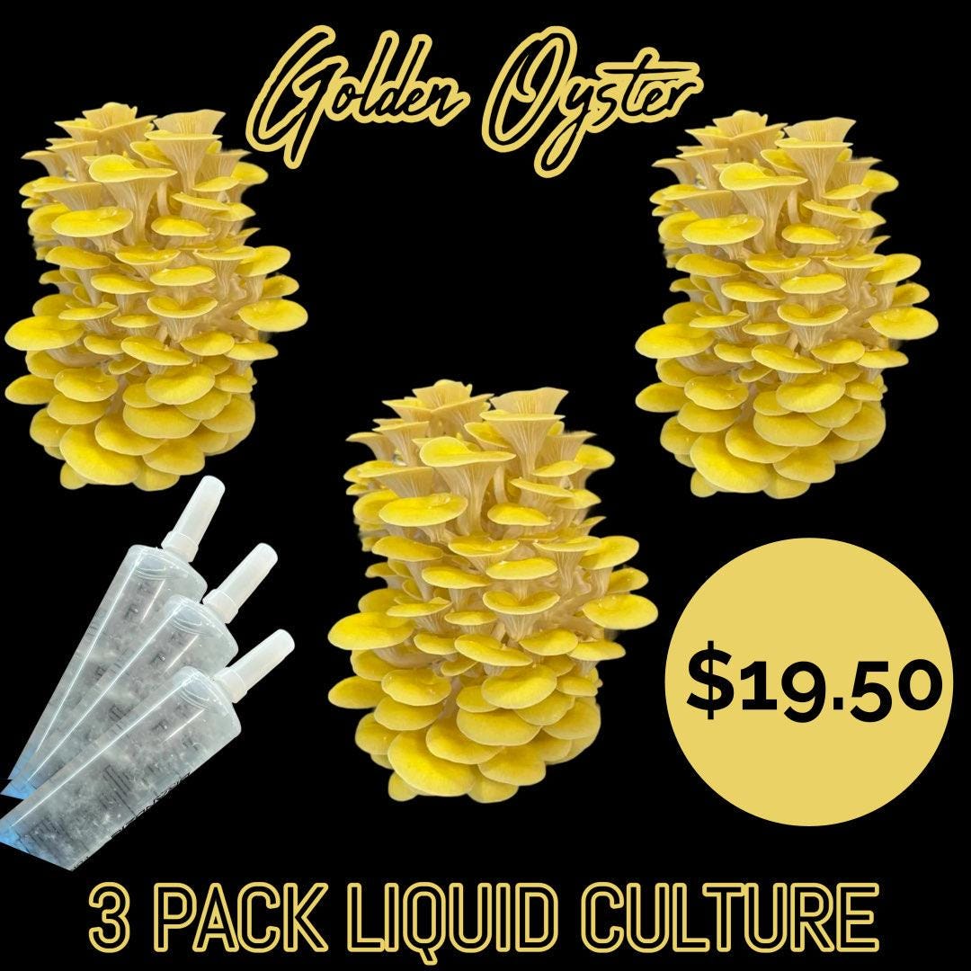 Golden Oyster Liquid Culture 10ML- 3 PACK!! - Etsy