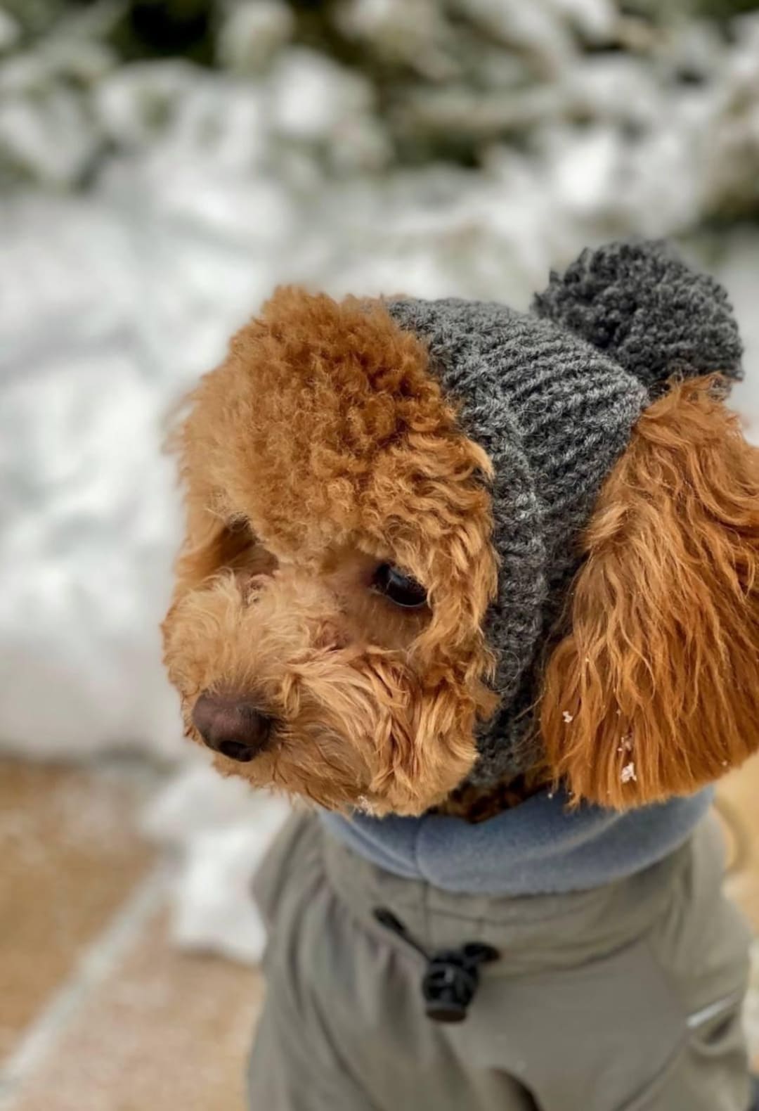Pompom Knited Hat With Holes for Ears for Dogs and Cats Handmade - Etsy