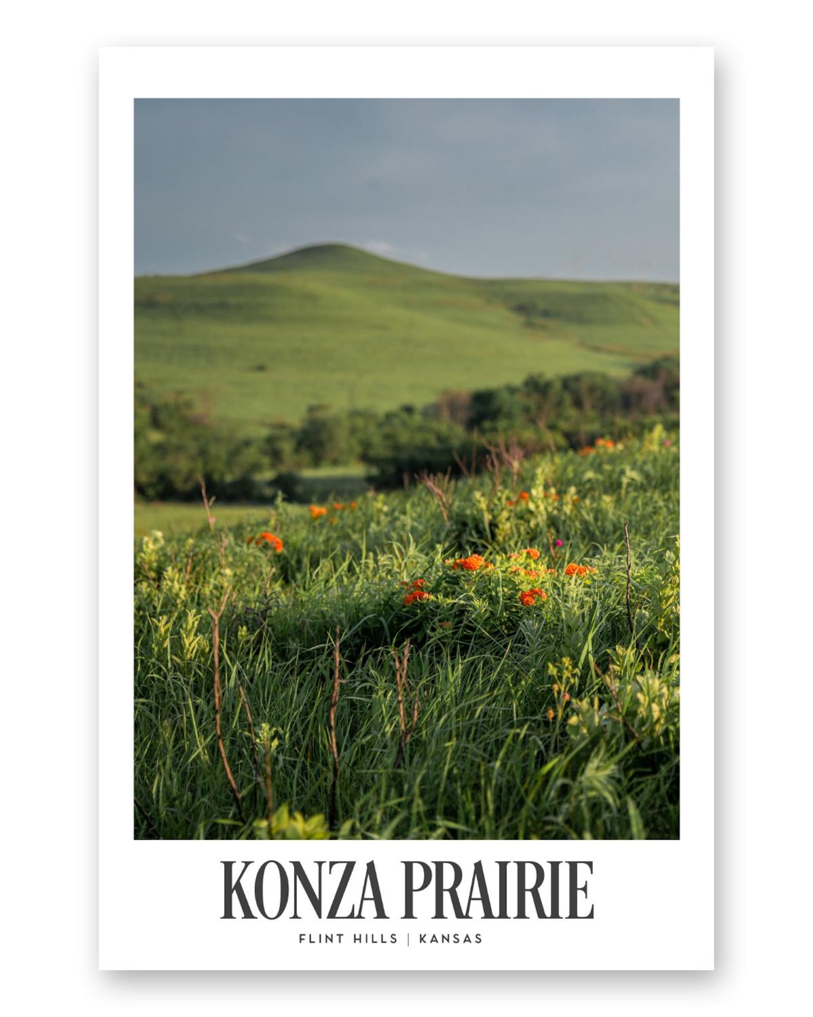 Konza Prairie Print Kansas Landscape Flint Hills Art Wildflowers Nature ...