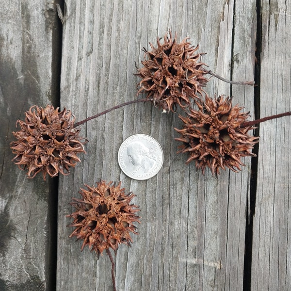 Sweet Gum - Etsy