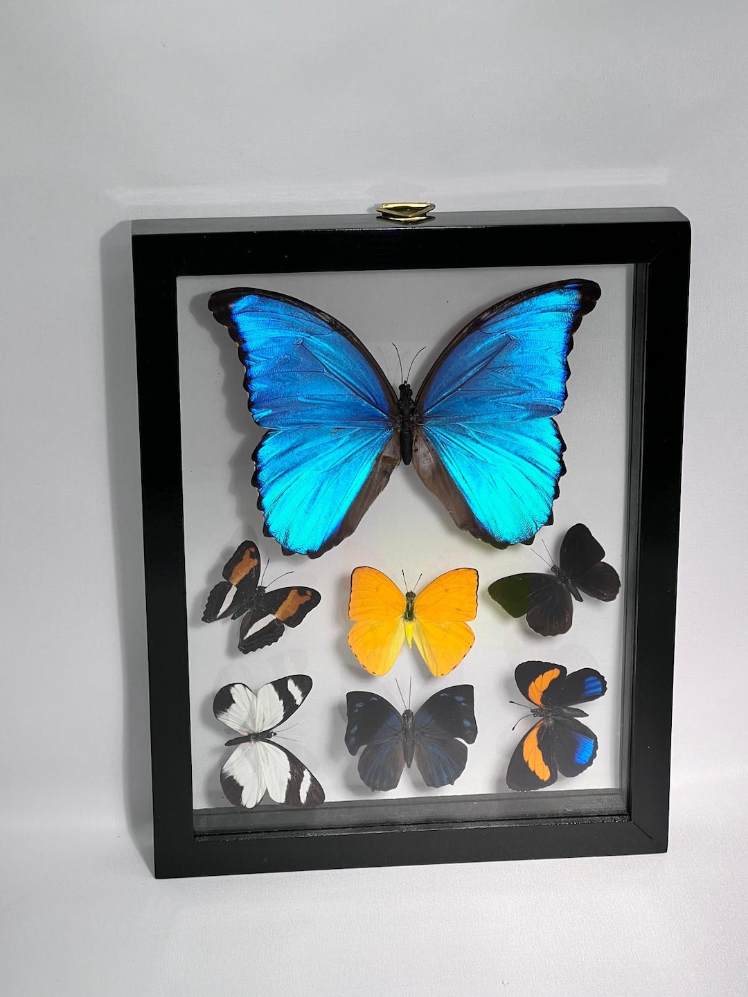 Handmade Butterfly Shadow Box - 7 Butterflies in a 10x8-inch Frame - Etsy