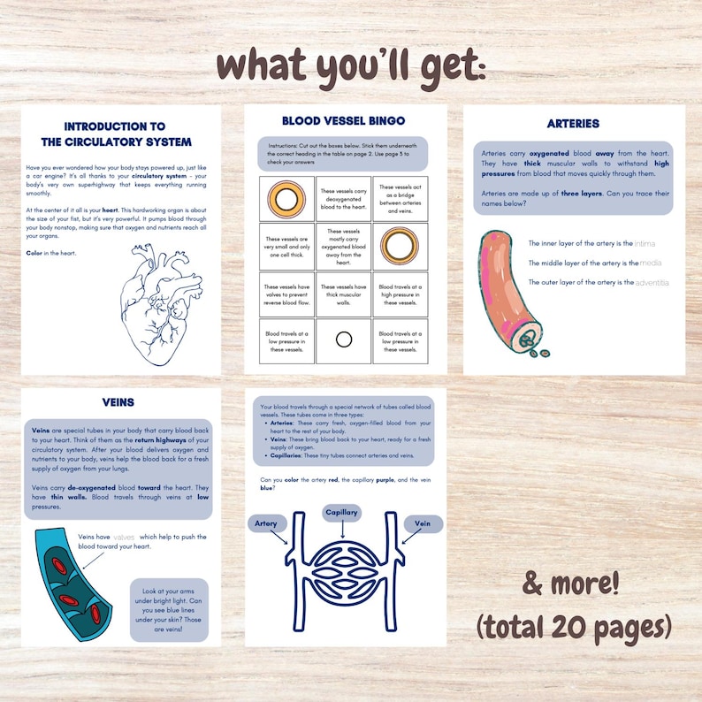 Circulatory System Activity Book | Printable Worksheets | Homeschool ...