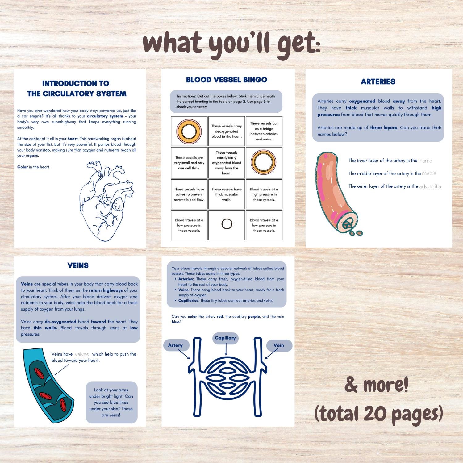 Circulatory System Activity Book | Printable Worksheets | Homeschool ...