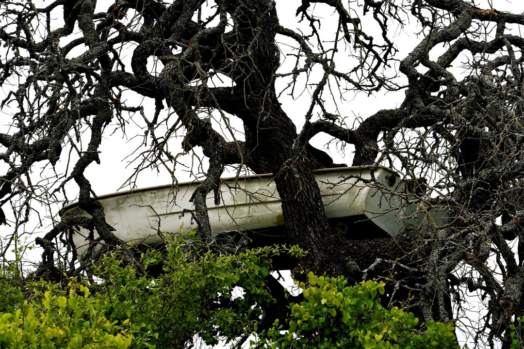 Boat in a Tree Digital Download - Etsy