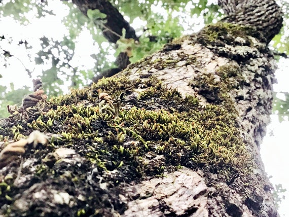 Mossy Tree Digital Download | Etsy