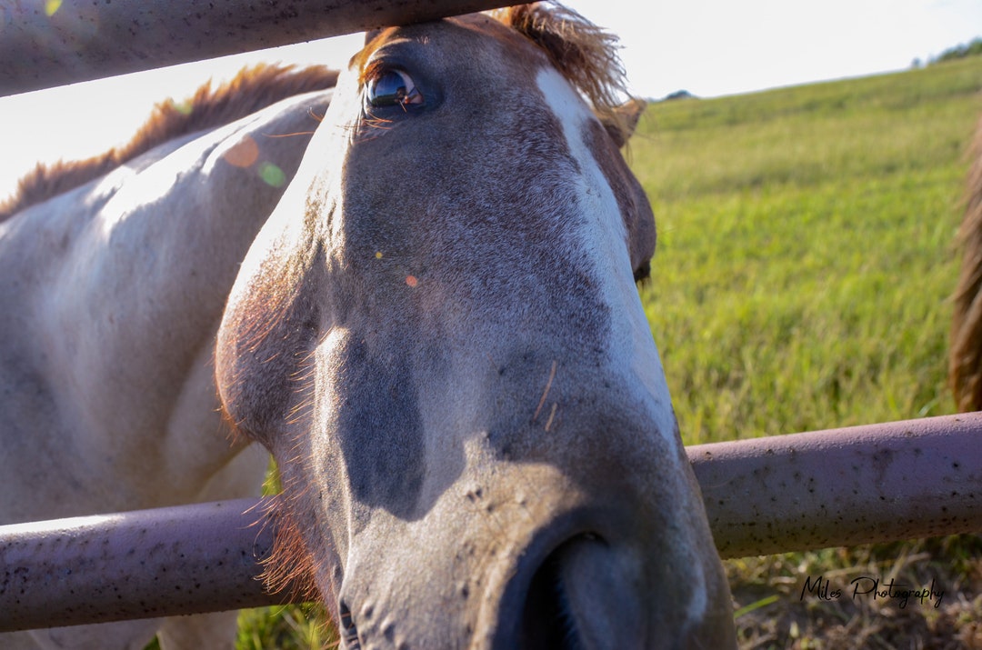 Hello Horse Digital Download - Etsy