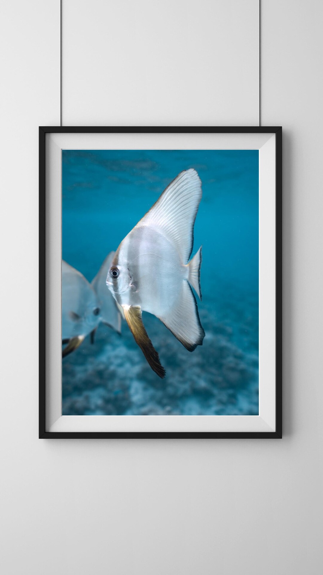 Fine Art Photography Batfish Underwater Bali Wall Art Print Wildlife Ocean Photography Fine Art ...