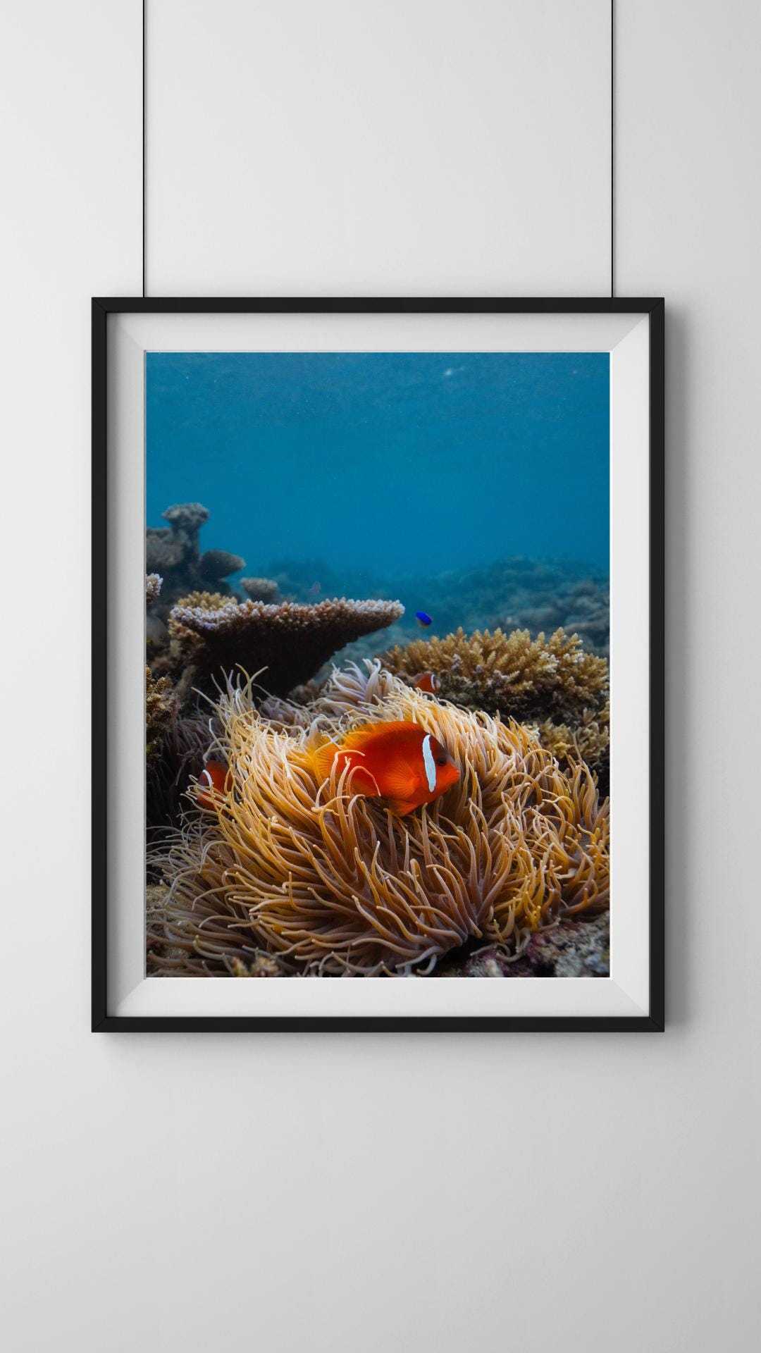 Fine Art Clownfish Print - Fiji, Coral Reef Photography | Fish ...