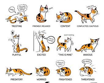 Cat Poses Print | Etsy