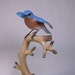 Open-winged Eastern Bluebird Wooden Carved Bird Carving - Etsy