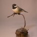 Black-capped Chickadee on Barbed Wire Hand Carved Wooden Bird - Etsy