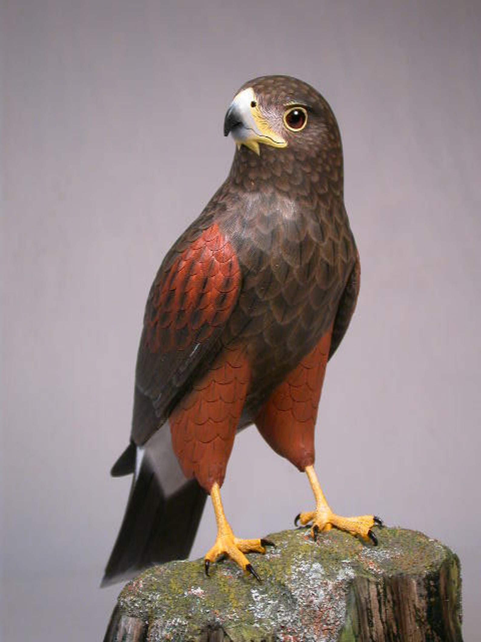 10 1/2 Harris's Hawk Hand Carved Wooden Bird Carving - Etsy