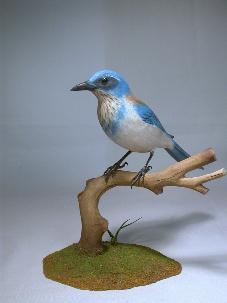 Western Scrub Jay Wooden Hand Carved Bird Carving - Etsy