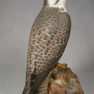 15 Inch Prairie Falcon Hand Carved Wooden Bird Carving - Etsy