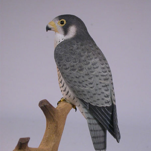 Peregrine Falcon - Etsy