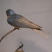 Barn Swallow Wooden Hand Carved Bird Carving - Etsy