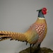 26" Ring-necked Pheasant Hand Carved Wooden Bird Carving - Etsy